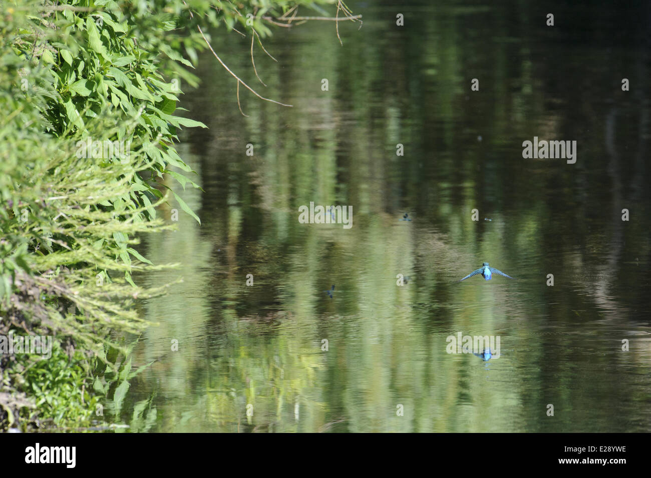 Common Kingfisher (Alcedo atthis) adult, in flight over river habitat ...