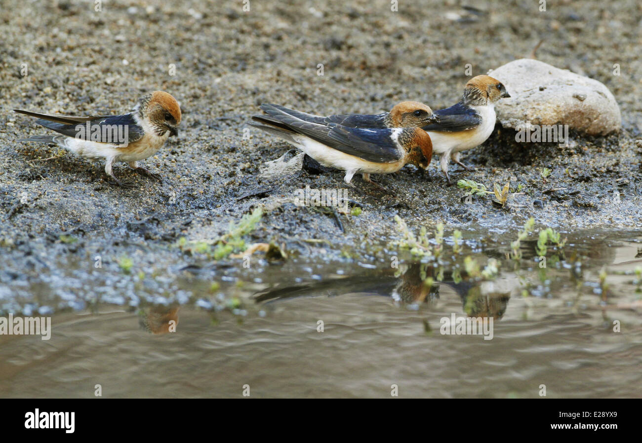 Fairy Martin (Petrochelidon ariel) four adults, collecting mud for ...