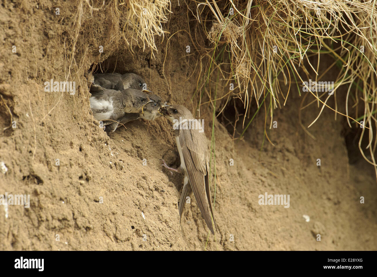 Sand Martin (Riparia riparia) adult feeding chicks, at nesthole ...