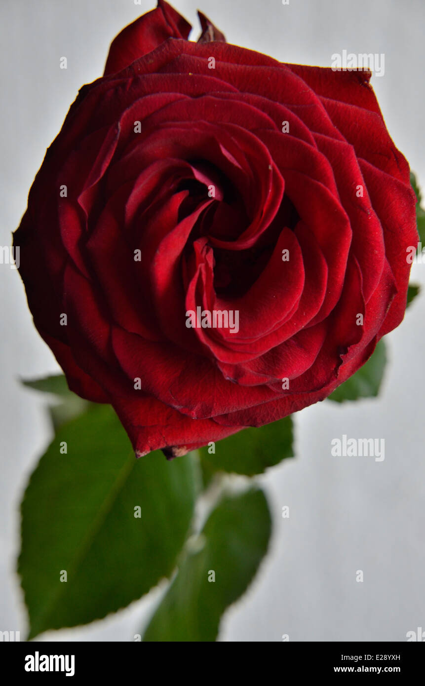 Red Rose and leaves Stock Photo - Alamy