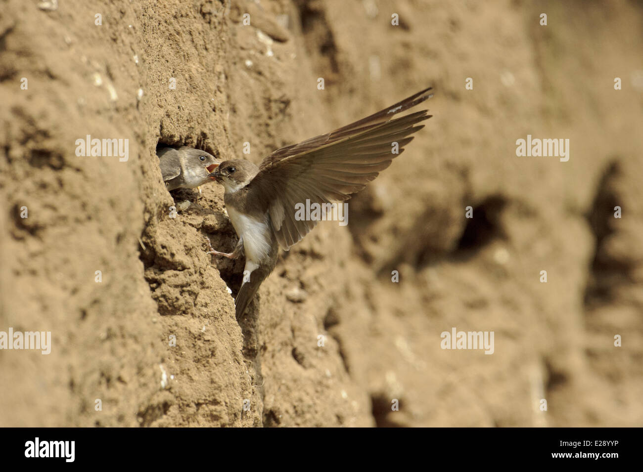 Sand Martin (Riparia riparia) adult feeding chick, at nesthole entrance ...