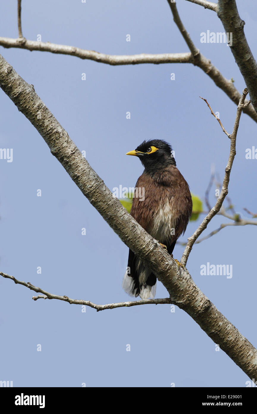 Common Mynah (Acridotheres tristis) introduced species, adult, perched ...