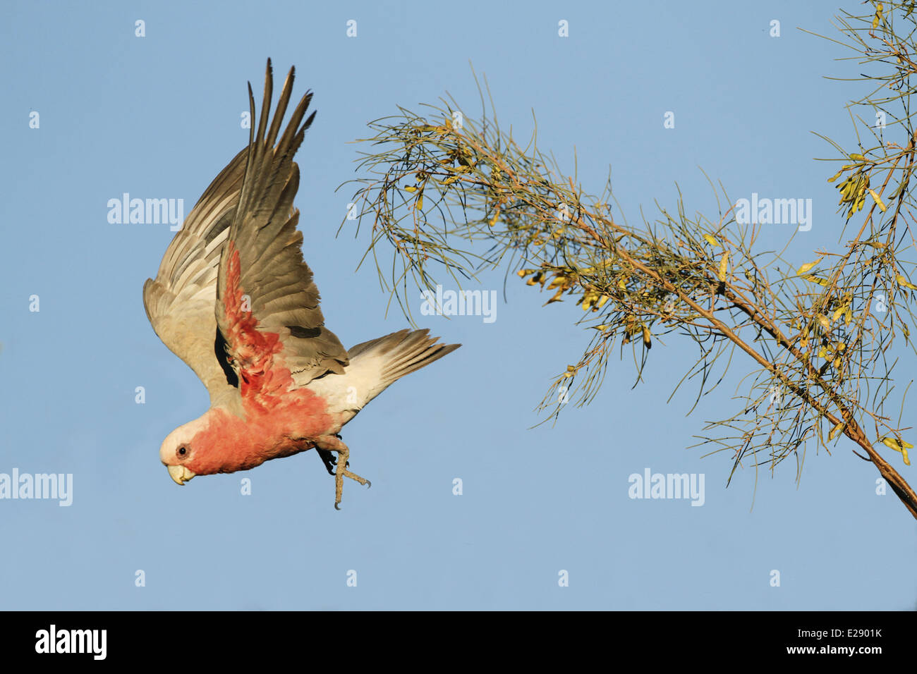 Galah (Eolophus roseicapillus) adult, in flight, taking off from tree ...