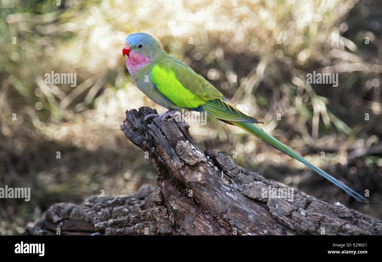 Princess Parrot (Polytelis alexandrae) adult, perched on log, Red ...