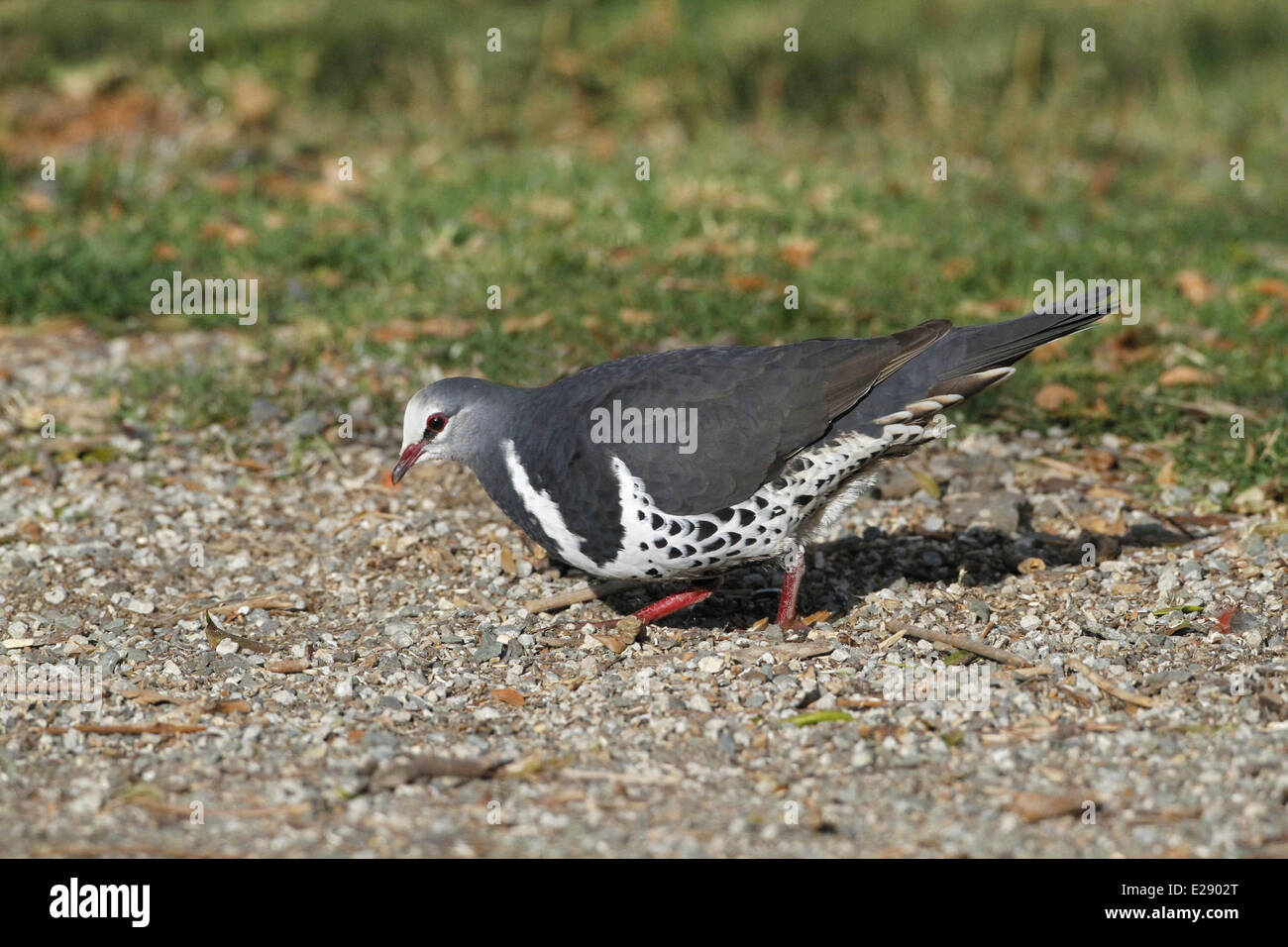 Wonga pigeon australia hi-res stock photography and images - Alamy