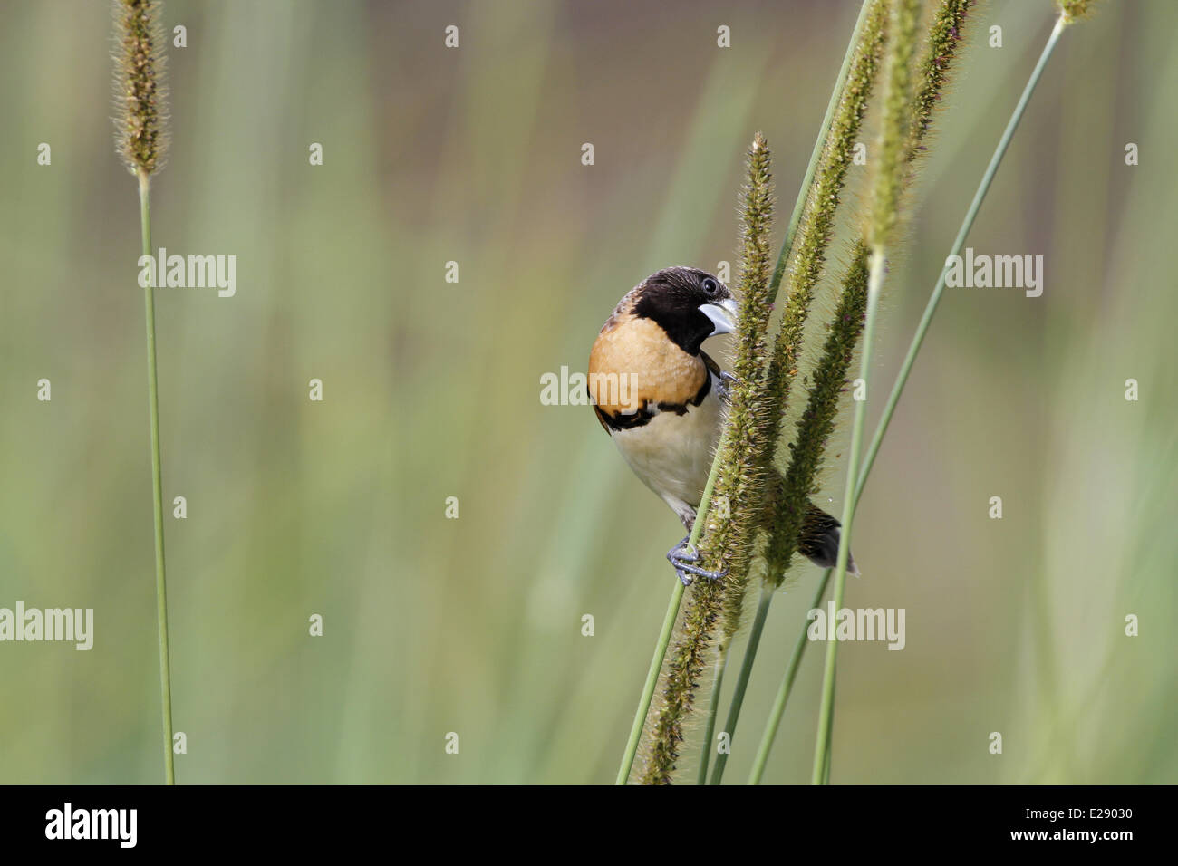 Chestnut-breasted Munia (Lonchura castaneothorax) adult, feeding on ...