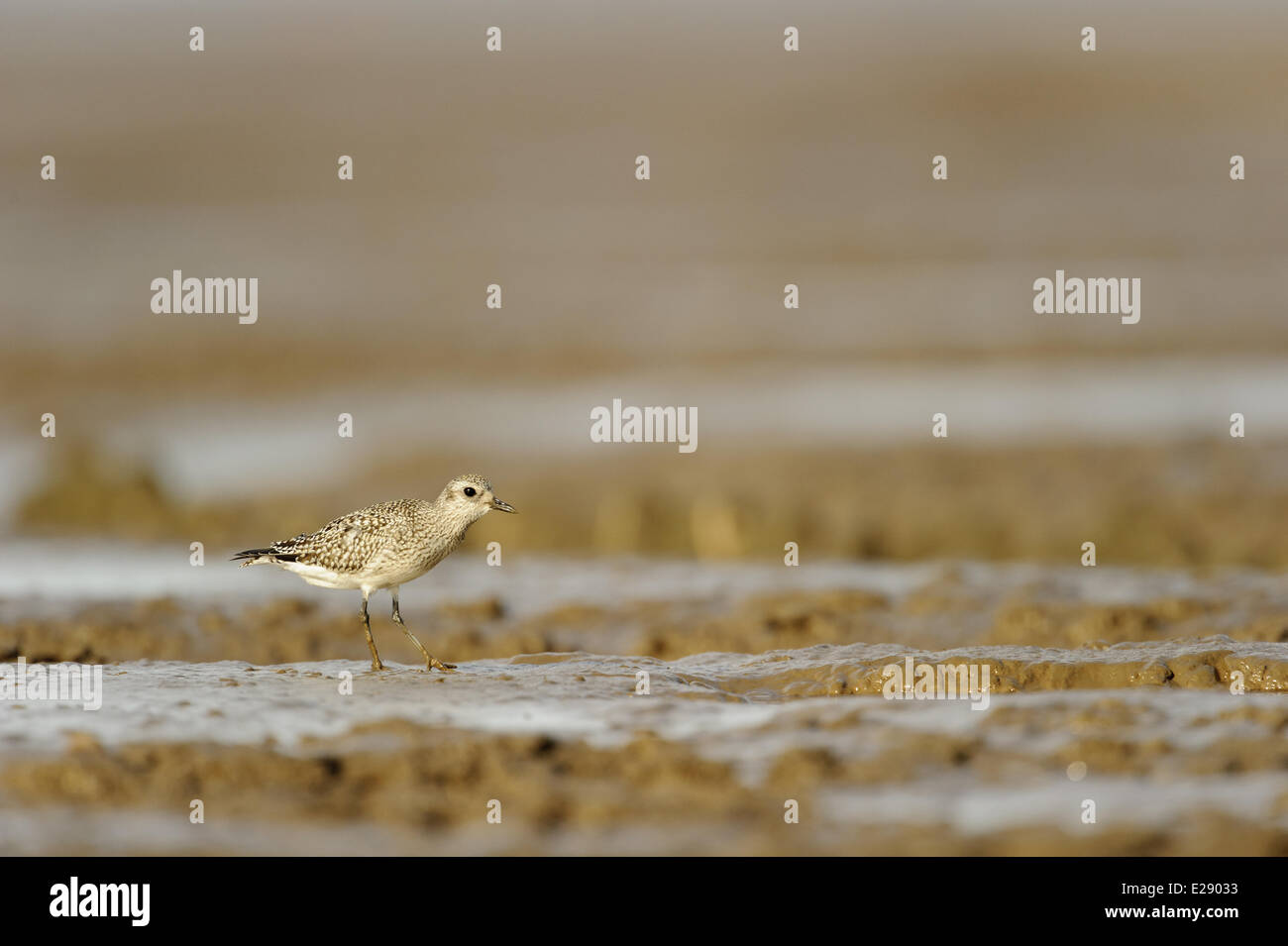 Grey Plover (Pluvialis squatarola) adult, non-breeding plumage, feeding ...
