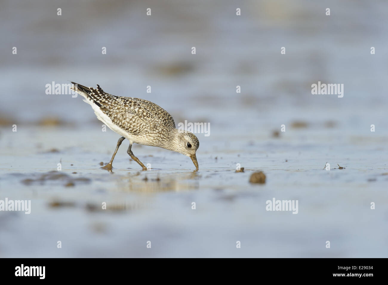 Snettisham norfolk the wash tidal low tide mudflats hi-res stock ...