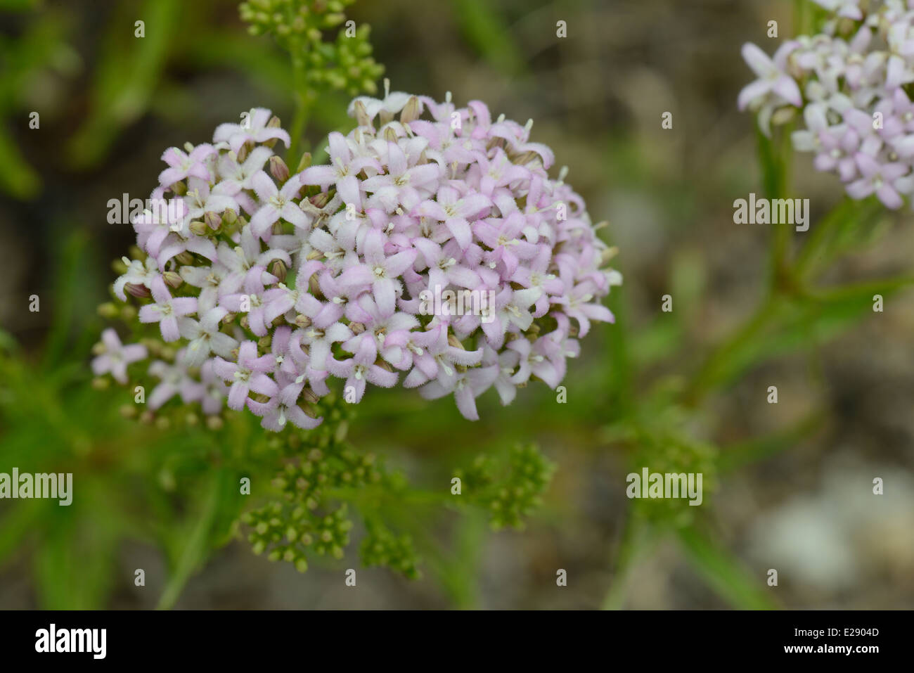 Violet star hi-res stock photography and images - Alamy