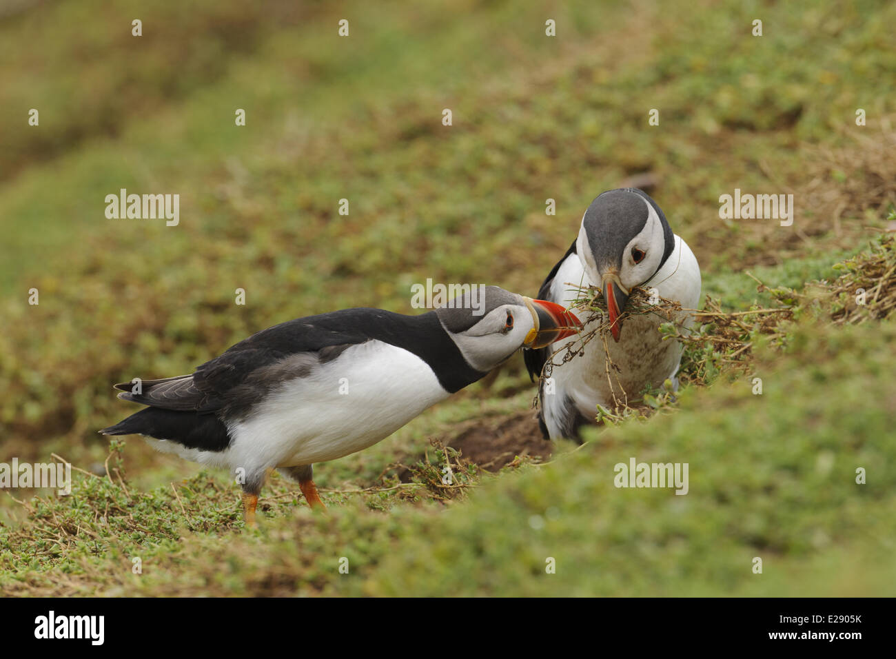 Atlantic Puffin (Fratercula arctica) adult pair, breeding plumage, with ...