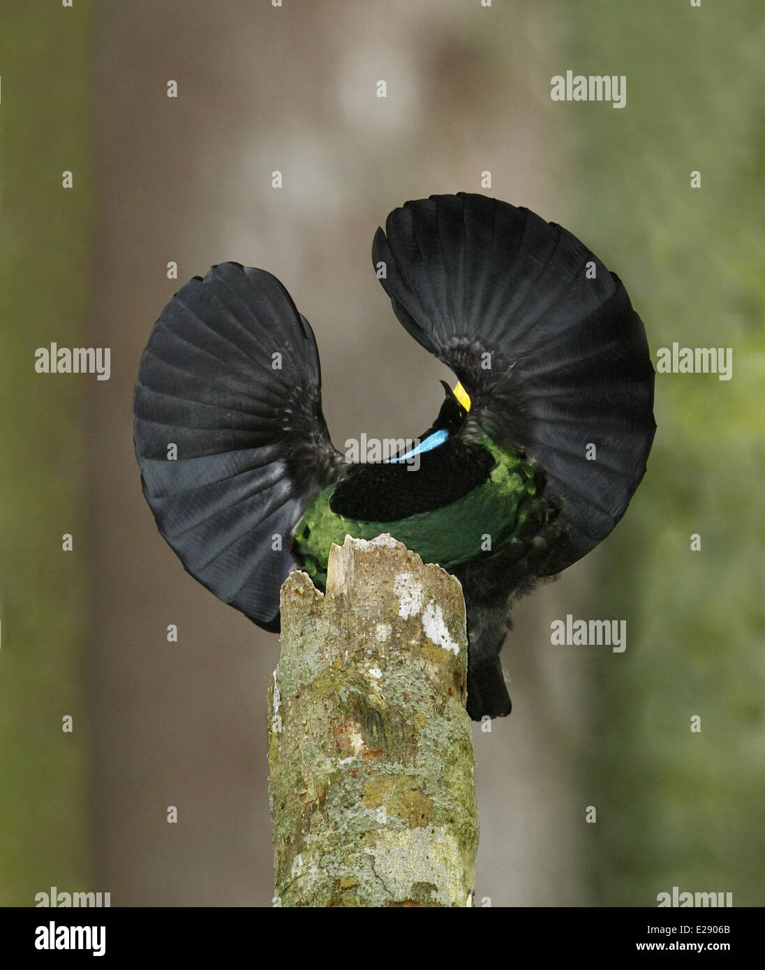 Victoria's Riflebird (Ptiloris victoriae) adult male, displaying ...