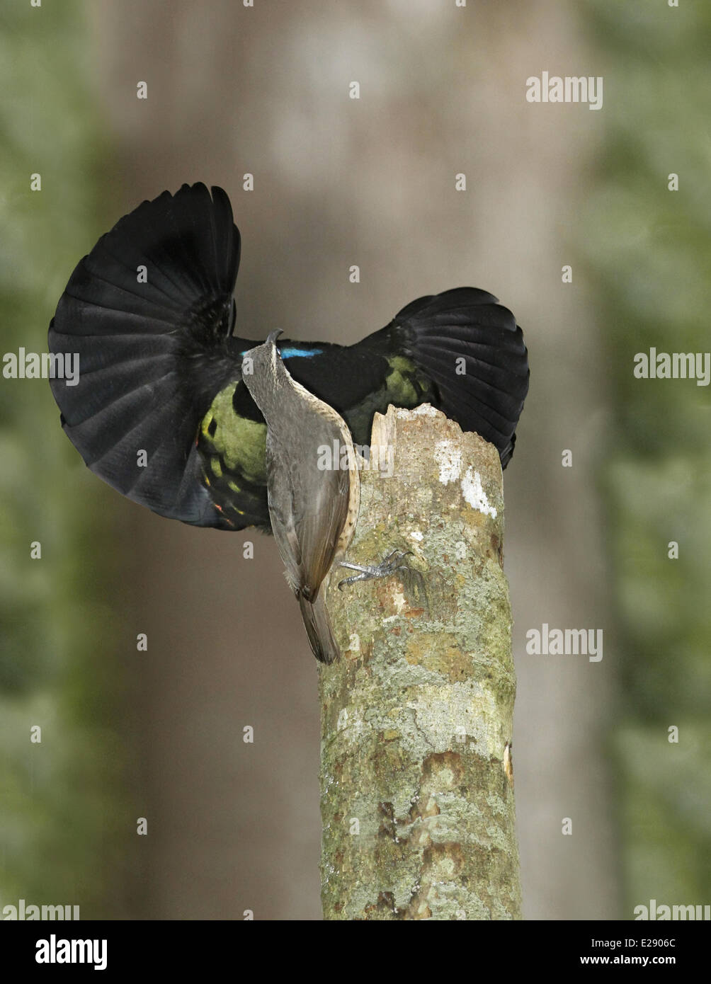 Victoria's Riflebird (Ptiloris victoriae) adult pair, male displaying ...