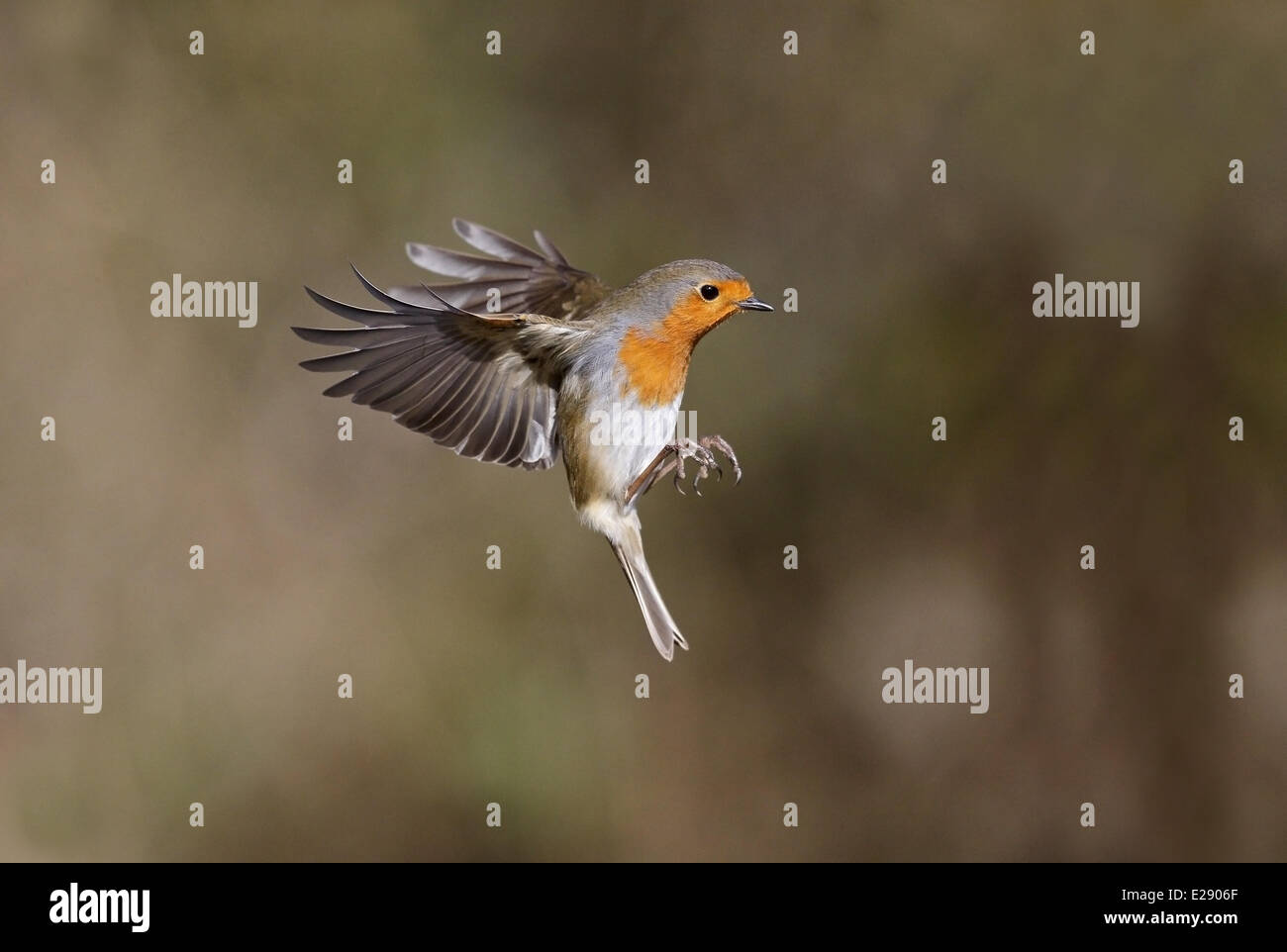 Robin in flight hi-res stock photography and images - Alamy