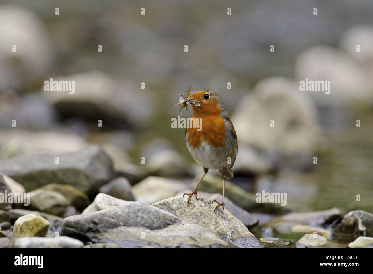 Rock robin hi-res stock photography and images - Alamy