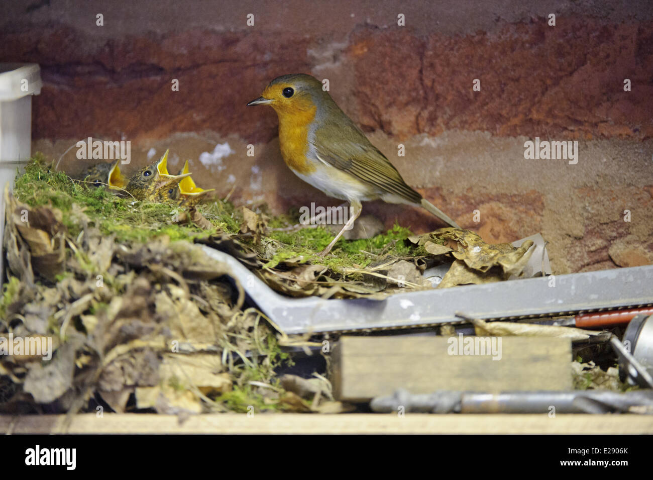 Robins Nest Uk Stock Photos & Robins Nest Uk Stock Images - Alamy