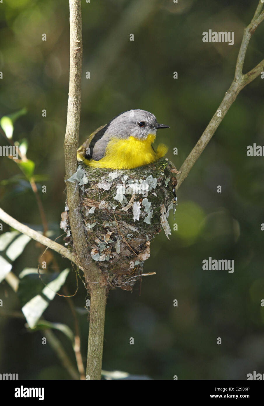 Robin nest australia hi-res stock photography and images - Alamy
