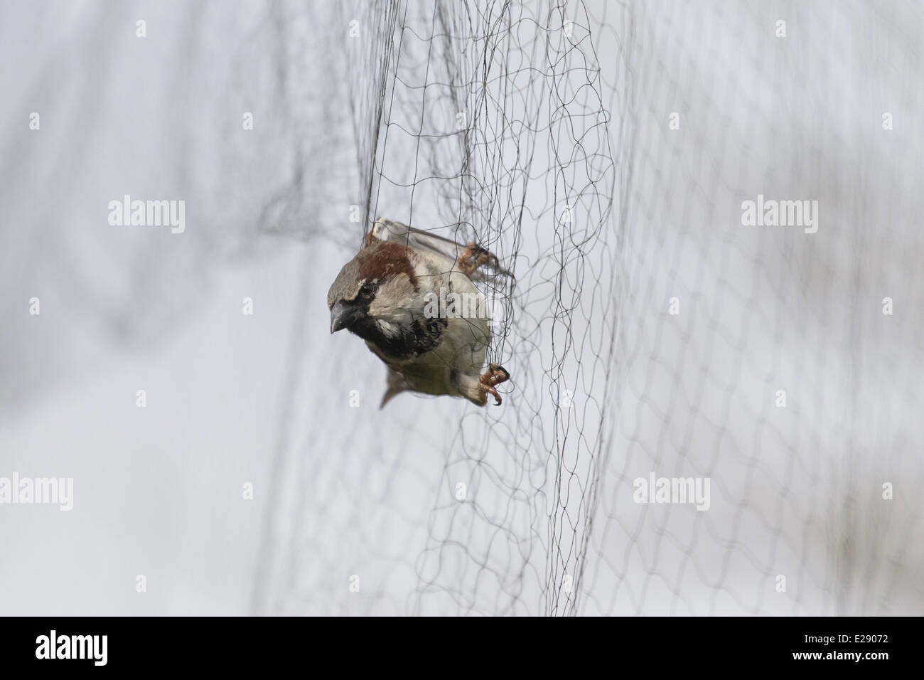 Caught in mist nets hi-res stock photography and images - Alamy