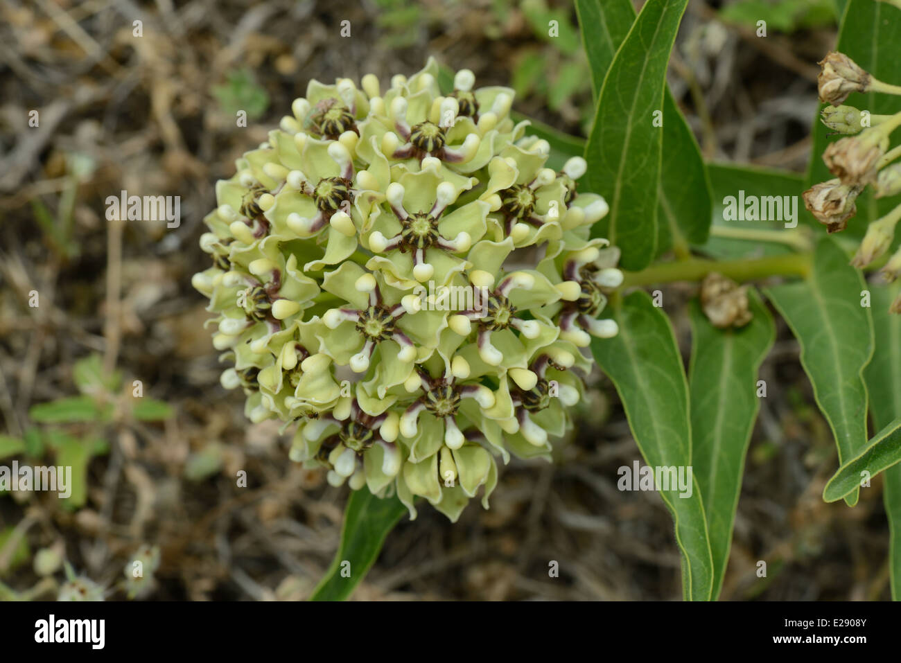 monarch host plant Stock Photo - Alamy