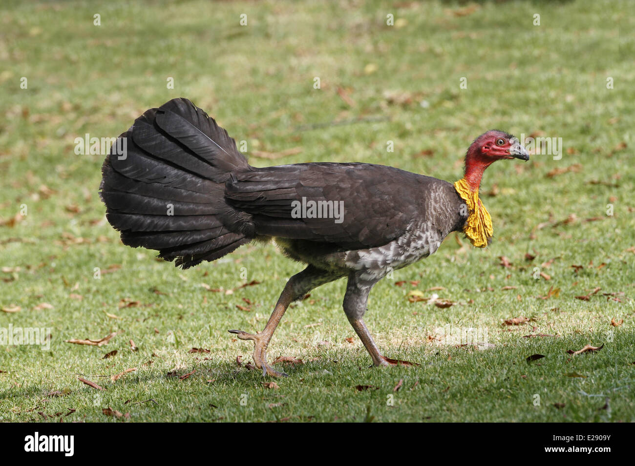 Australian megapodes hi-res stock photography and images - Alamy