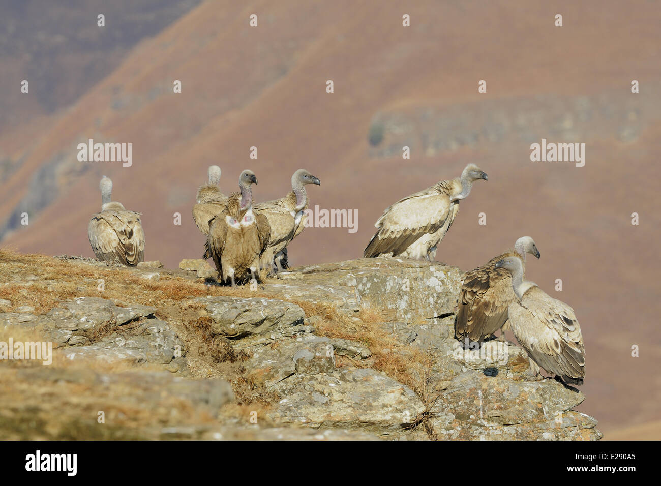 Cape Vulture (Gyps coprotheres) flock, standing on mountain clifftop ...