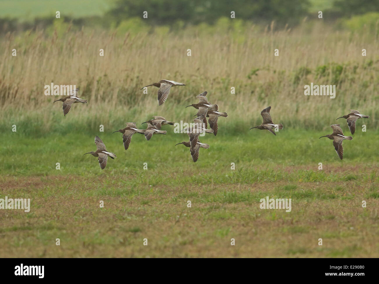 Whimbrel (Numenius phaeopus) flock, with Eurasian Curlew (Numenius ...