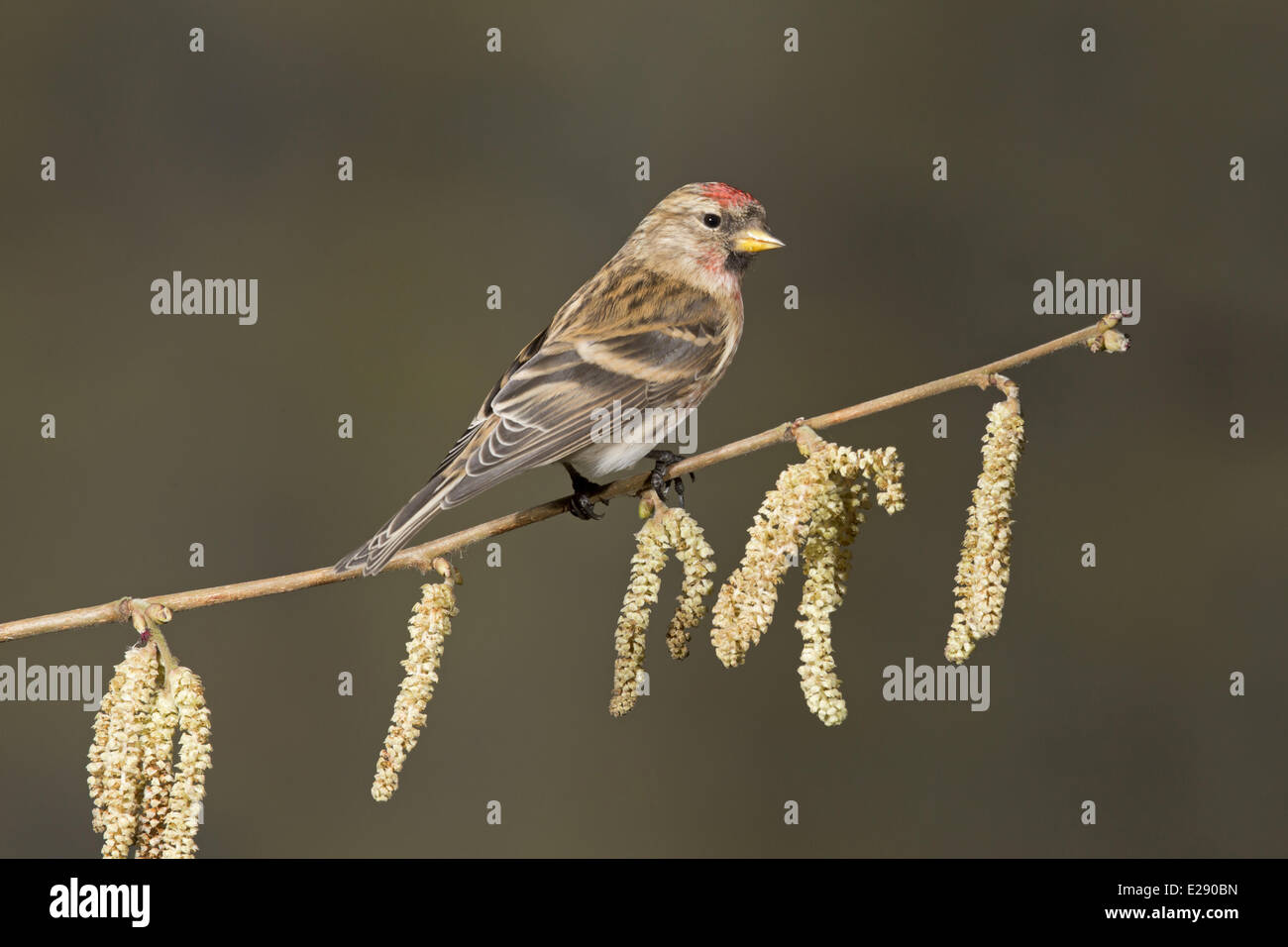 Redpolls on catkins uk hi-res stock photography and images - Alamy