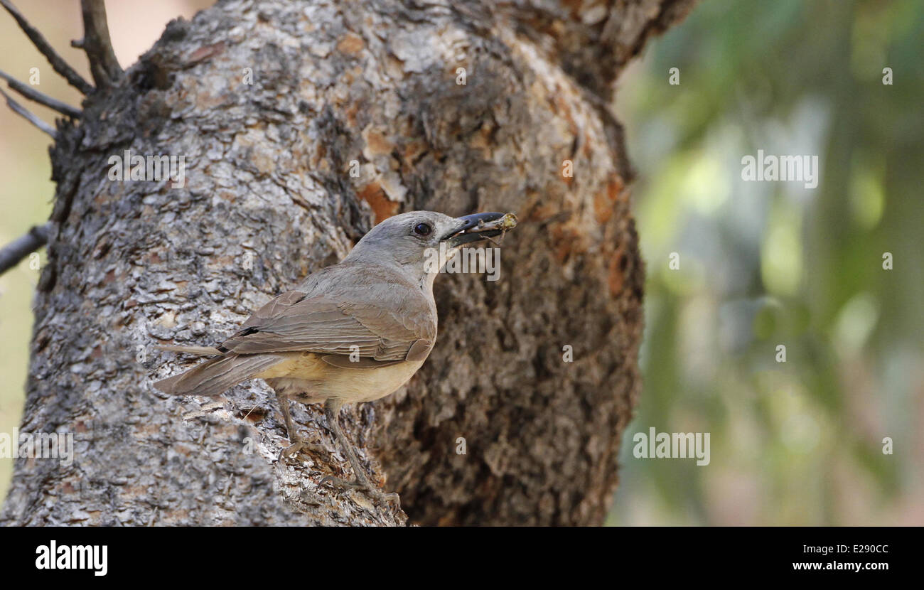 Sandstone Shrike-thrush (Colluricincla woodwardi) adult, with ...