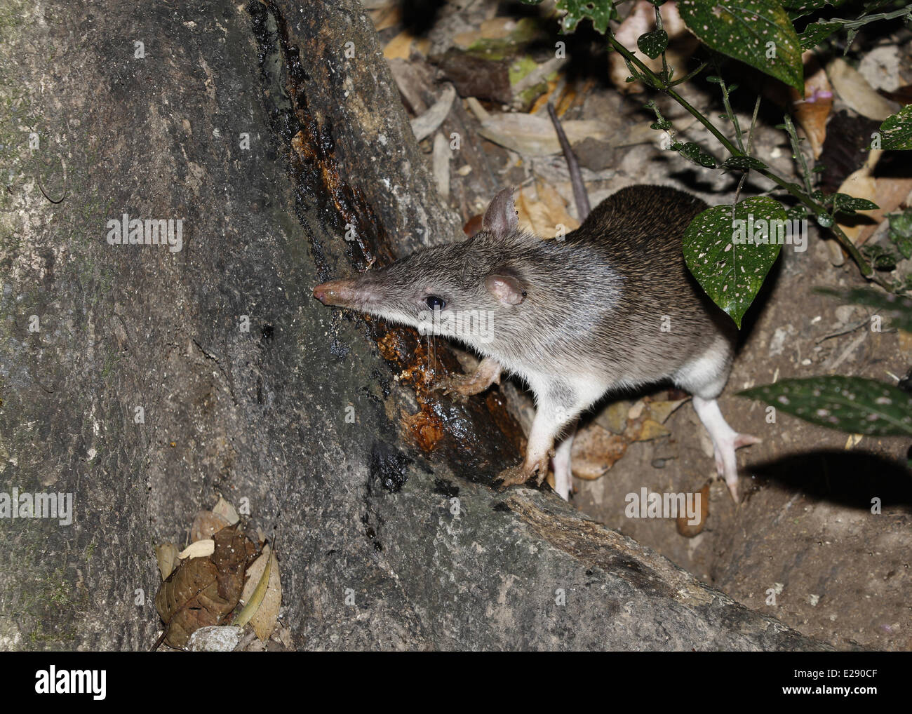 Long-nosed Bandicoot (Perameles nasuta) adult, with parasitic ticks on ...