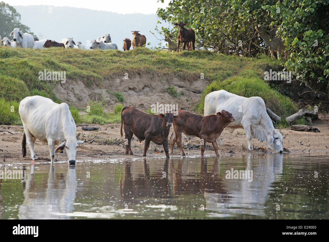 Domestic Cattle, Zebu (Bos indicus) cows and calves, drinking from ...