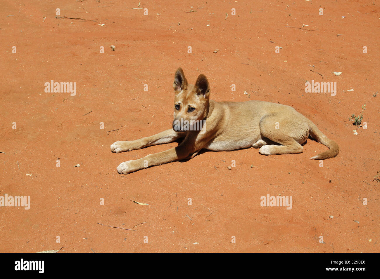Dingo (Canis familiaris dingo) pup, resting on sand, rescued individual ...