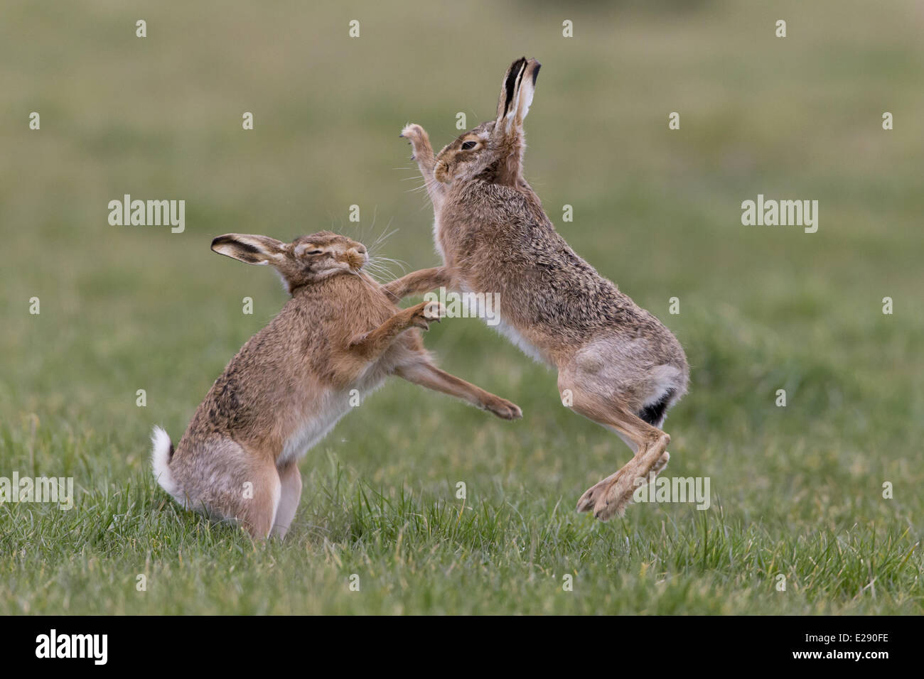 European Hare (Lepus europaeus) adult pair, 'boxing', female fighting ...