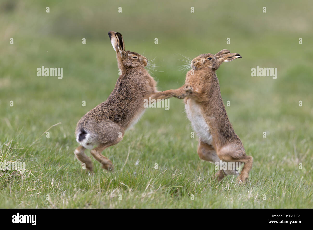European Hare (Lepus europaeus) adult pair, 'boxing', female fighting ...