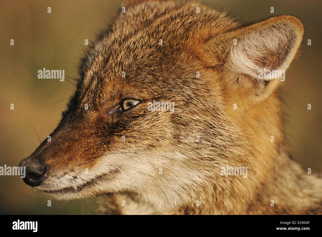 Jackal head hi-res stock photography and images - Alamy