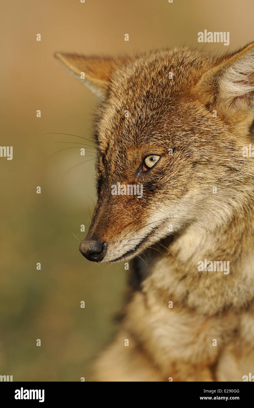 Jackal head hi-res stock photography and images - Alamy