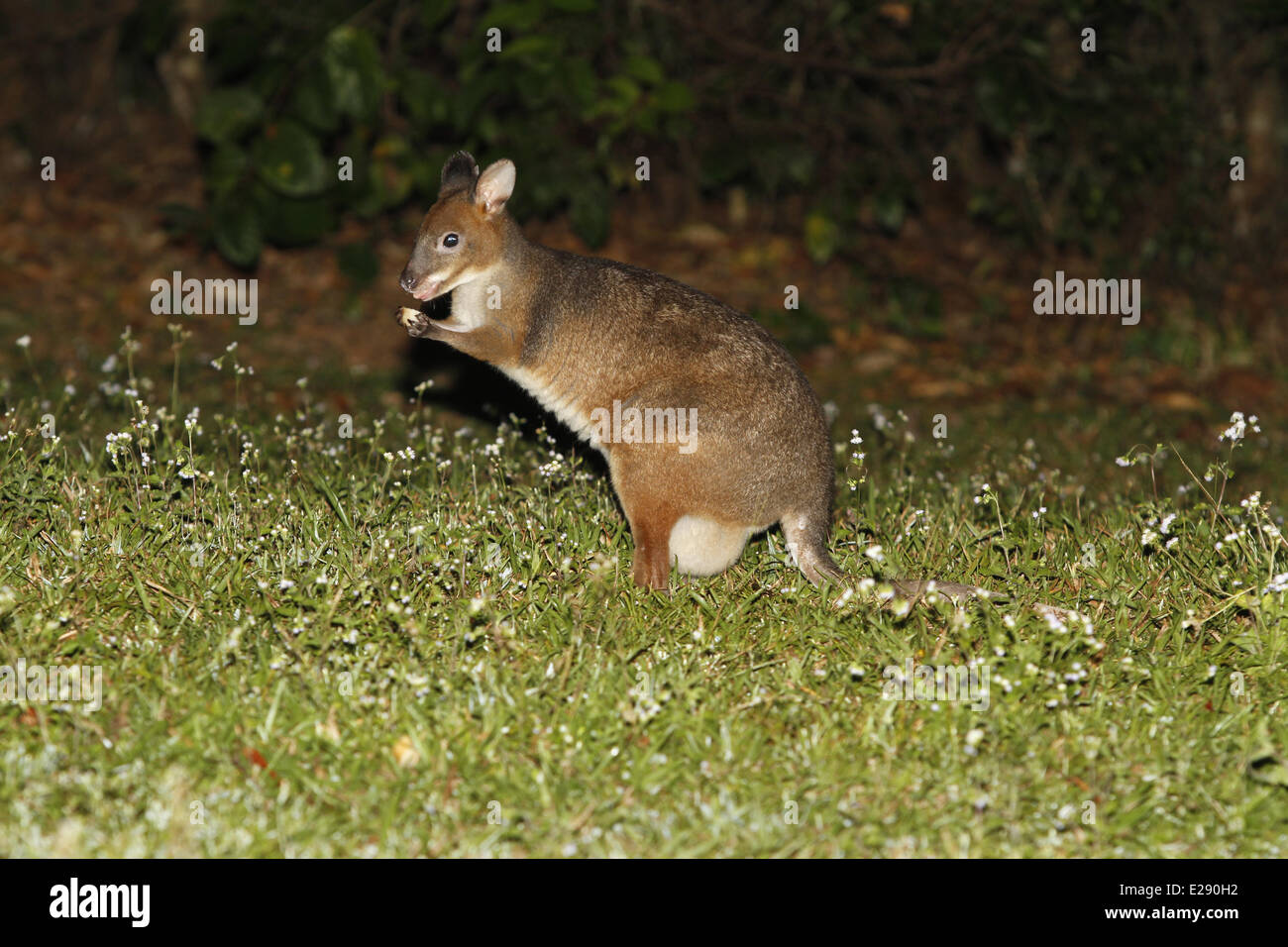 Red-legged Pademelon (Thylogale stigmatica) adult female, feeding in ...