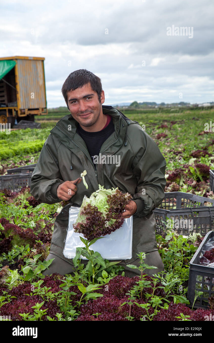 Agricultural labourer england history hi-res stock photography and ...