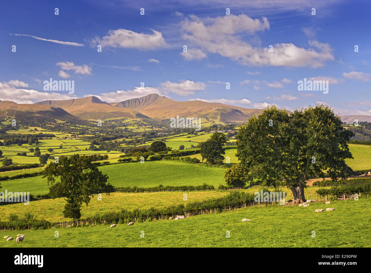 Welsh hills with sheep High Resolution Stock Photography and Images - Alamy