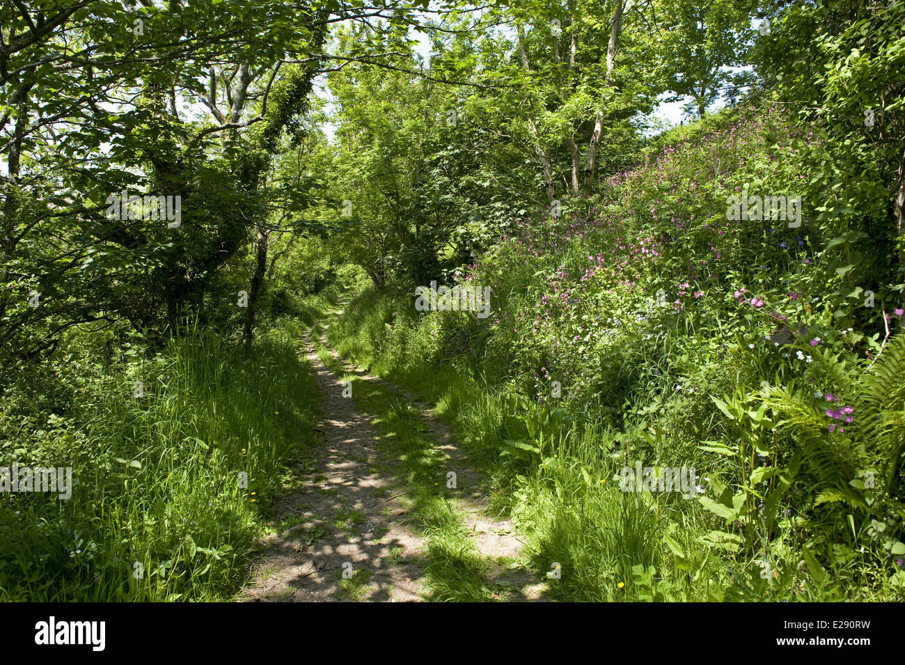 Path with spring flowers running through light woodland on cliff above ...