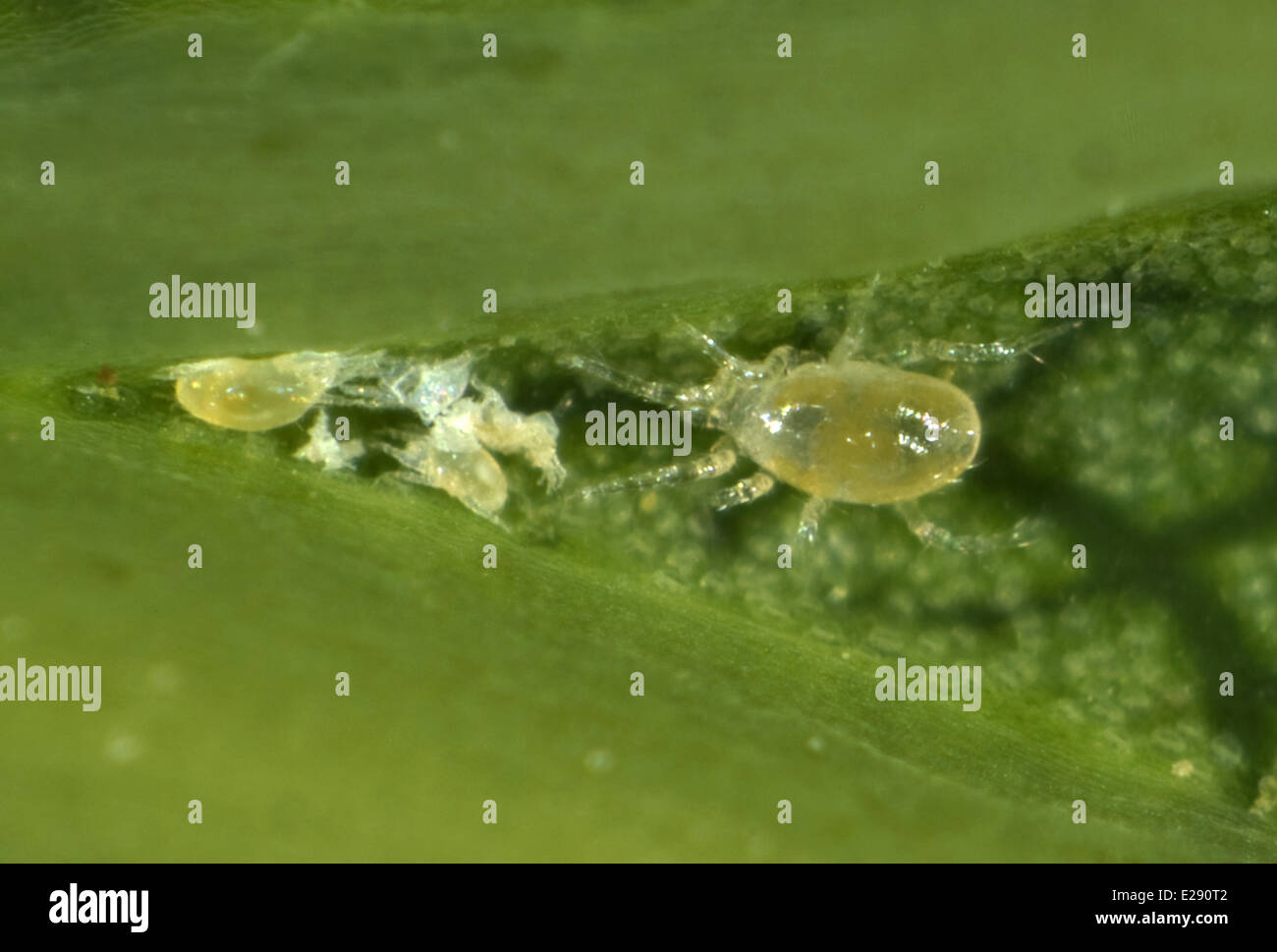 Predatory mite hi-res stock photography and images - Alamy