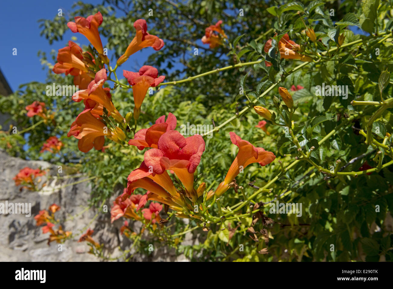 Trumpet creeper, Campsis radicans, flowering in a French garden Stock ...