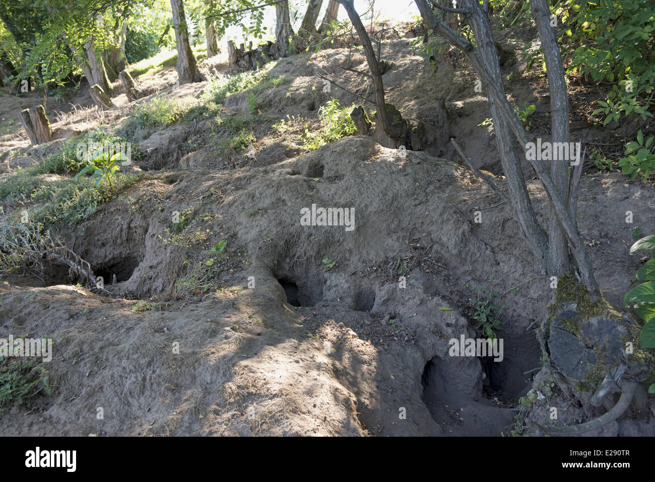 Large rabbit hi-res stock photography and images - Alamy