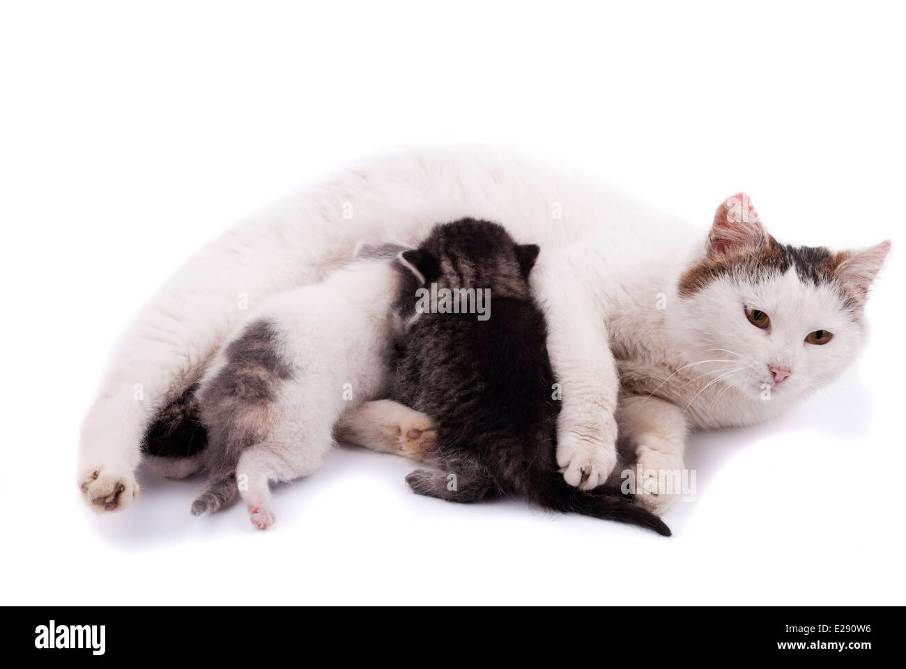 Family of kittens Cut Out Stock Images & Pictures - Alamy