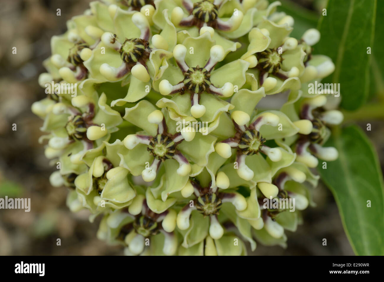 monarch host plant Stock Photo - Alamy