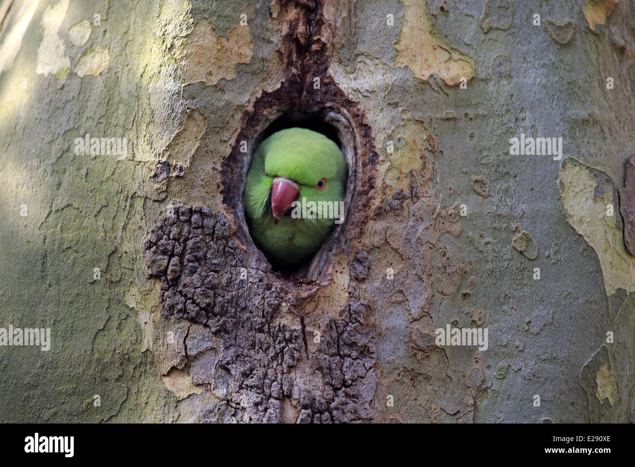 Rose-ringed Parakeet (Psittacula krameri) introduced species, adult ...