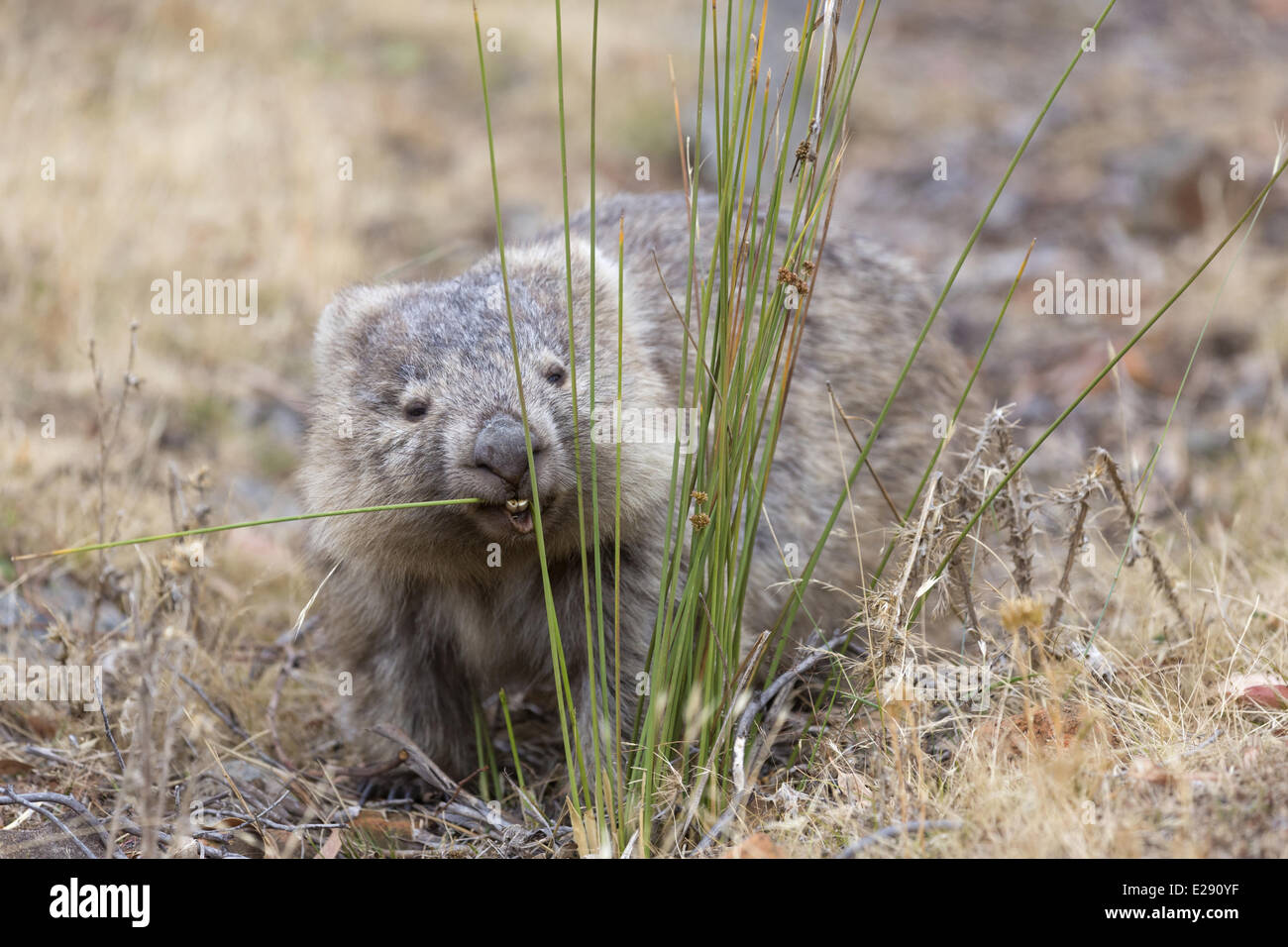 Wombat eating hi-res stock photography and images - Alamy