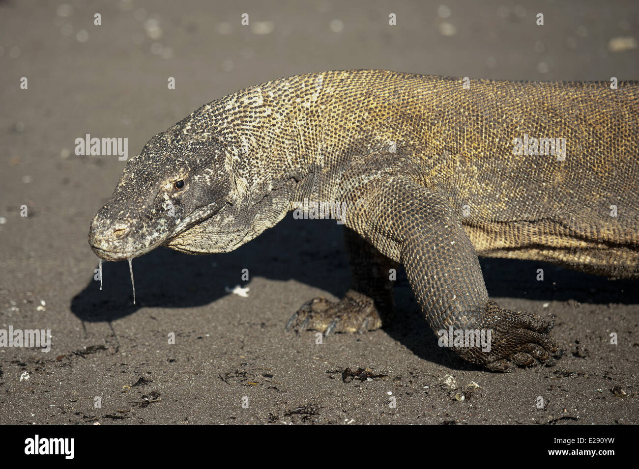 Komodo dragon drool High Resolution Stock Photography and Images - Alamy