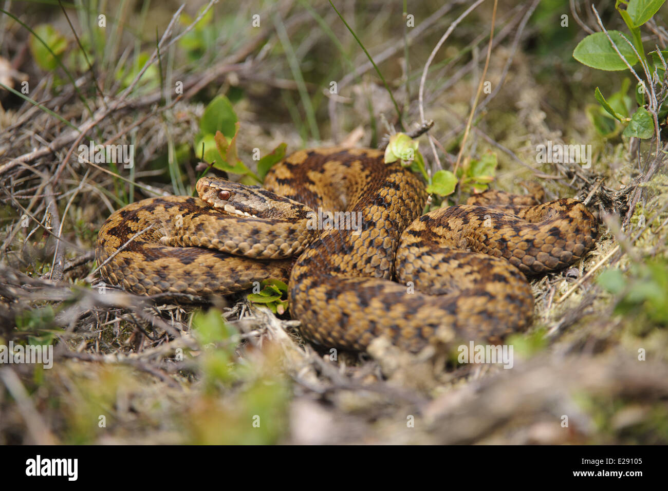 Wildlife nature snakes snake heathland reptile venom viper berus hi-res ...