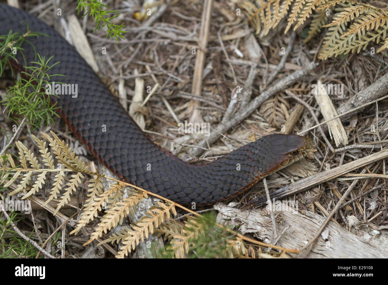 Lowland Copperhead (Austrelaps superbus) adult, Narawntapu N.P ...
