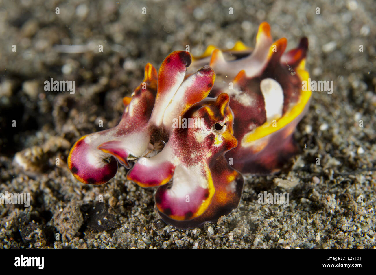 Pfeffer's Flamboyant Cuttlefish (Metasepia pfefferi) adult, in ...