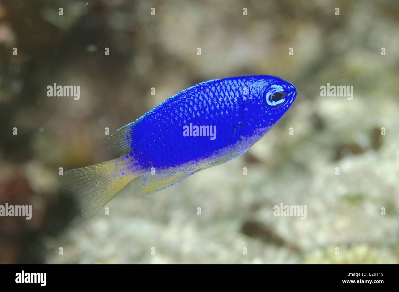 Neon Damselfish (Pomacentrus coelestis) adult, swimming, Gili Lawa Laut ...